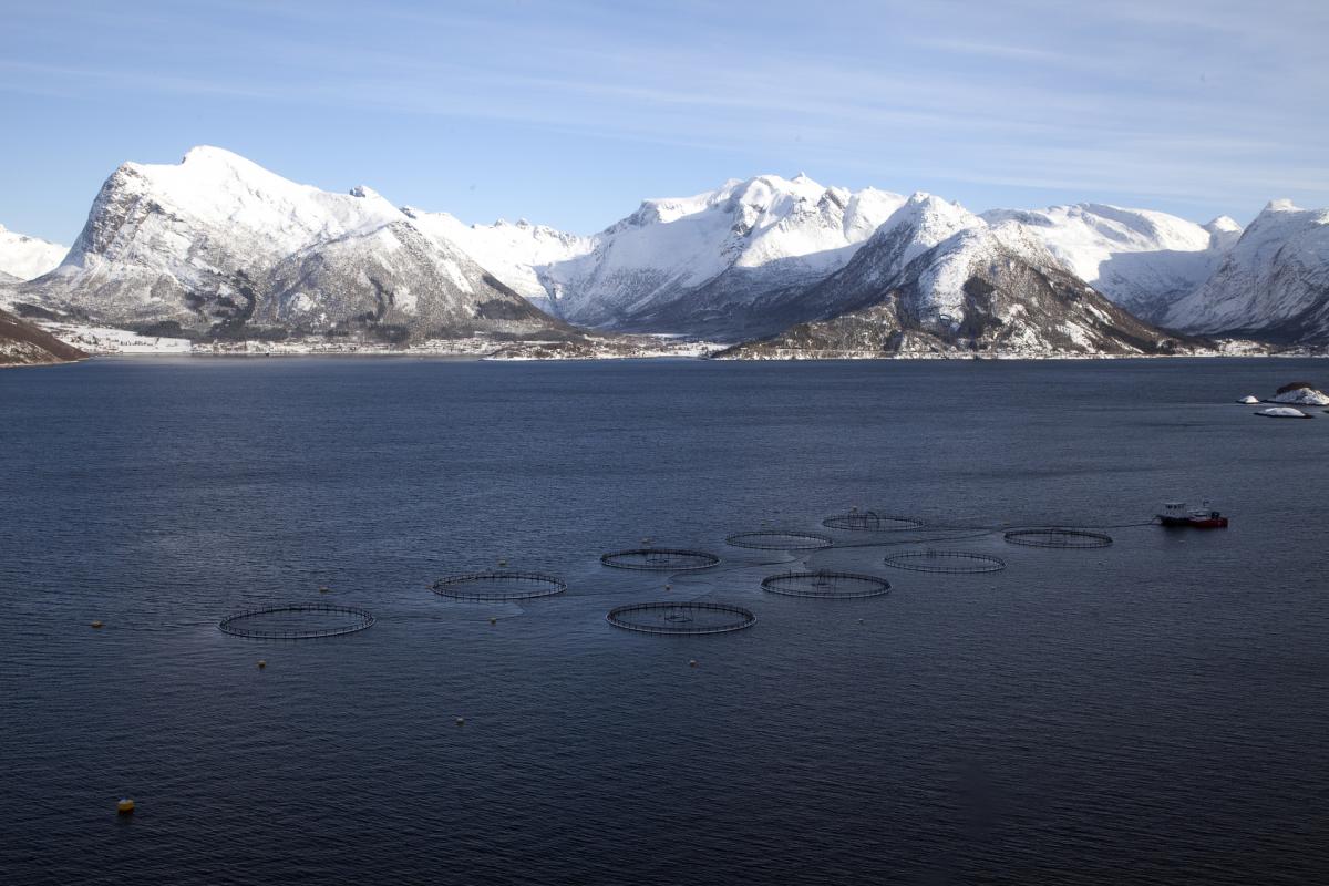 STARAQ – Building Inspiring Aquaculture